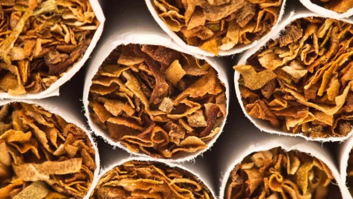 Die Erfolgsgeschichte des Tabaks | MENIFY Männermagazin